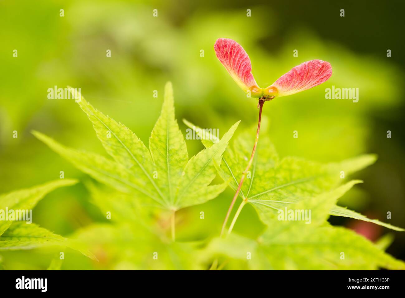 Red winged seeds of japanese maple tree, Acer palmatum Stock Photo - Alamy