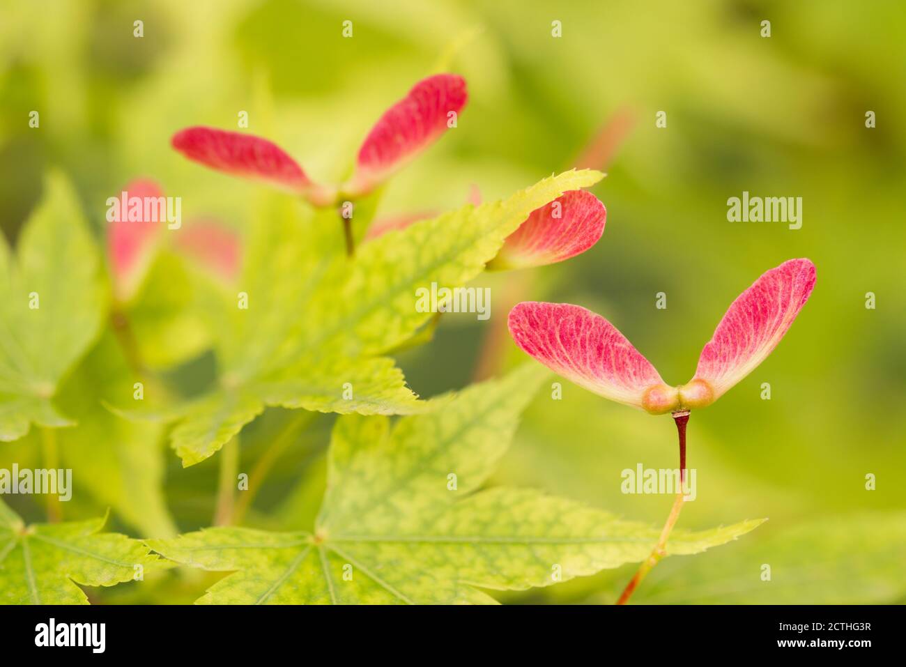 Red winged seeds of japanese maple tree, Acer palmatum Stock Photo - Alamy