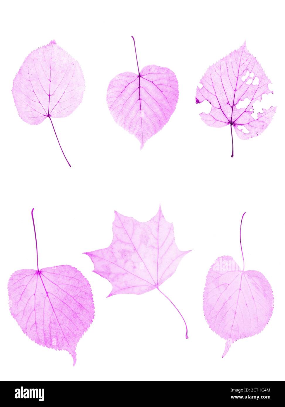 set of pink leaves isolated on white background Stock Photo - Alamy