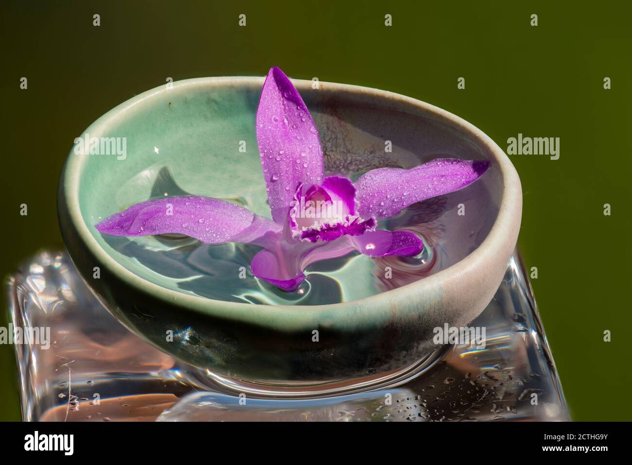 Pink orchid, bletilla striata, on glass cube outdoor, relaxing visual ...
