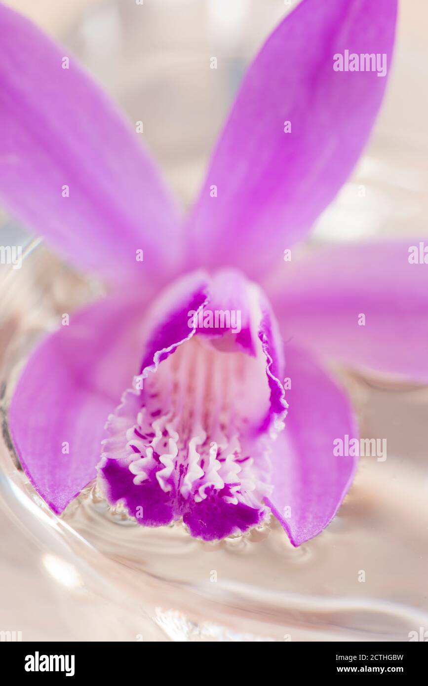 Pink orchid, bletilla striata, on glass cube outdoor, relaxing visual ...