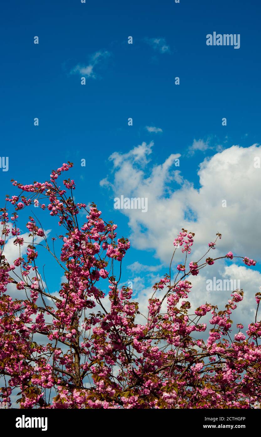Japanese cherry tree in full Spring blossom Stock Photo - Alamy