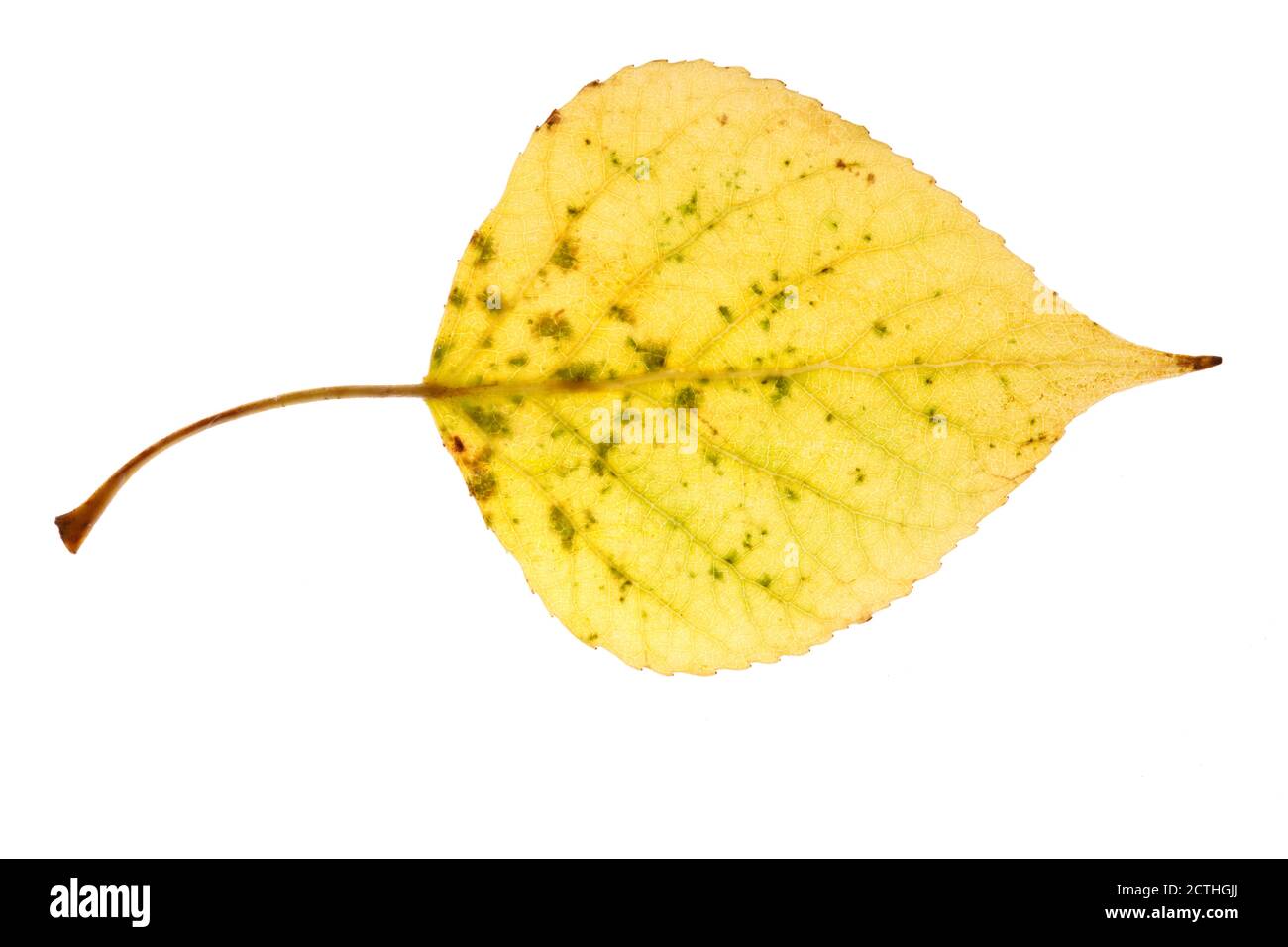 yellow autumn leaf isolated on white background Stock Photo - Alamy