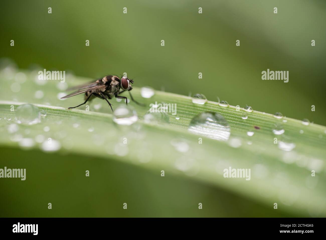 Small fly insect resting on a blade of grass with rain drops Stock ...