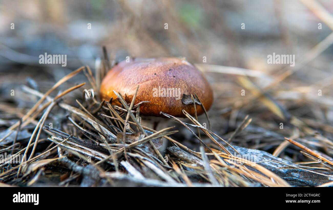 forest mycelium, habitat for mushrooms in nature Stock Photo - Alamy
