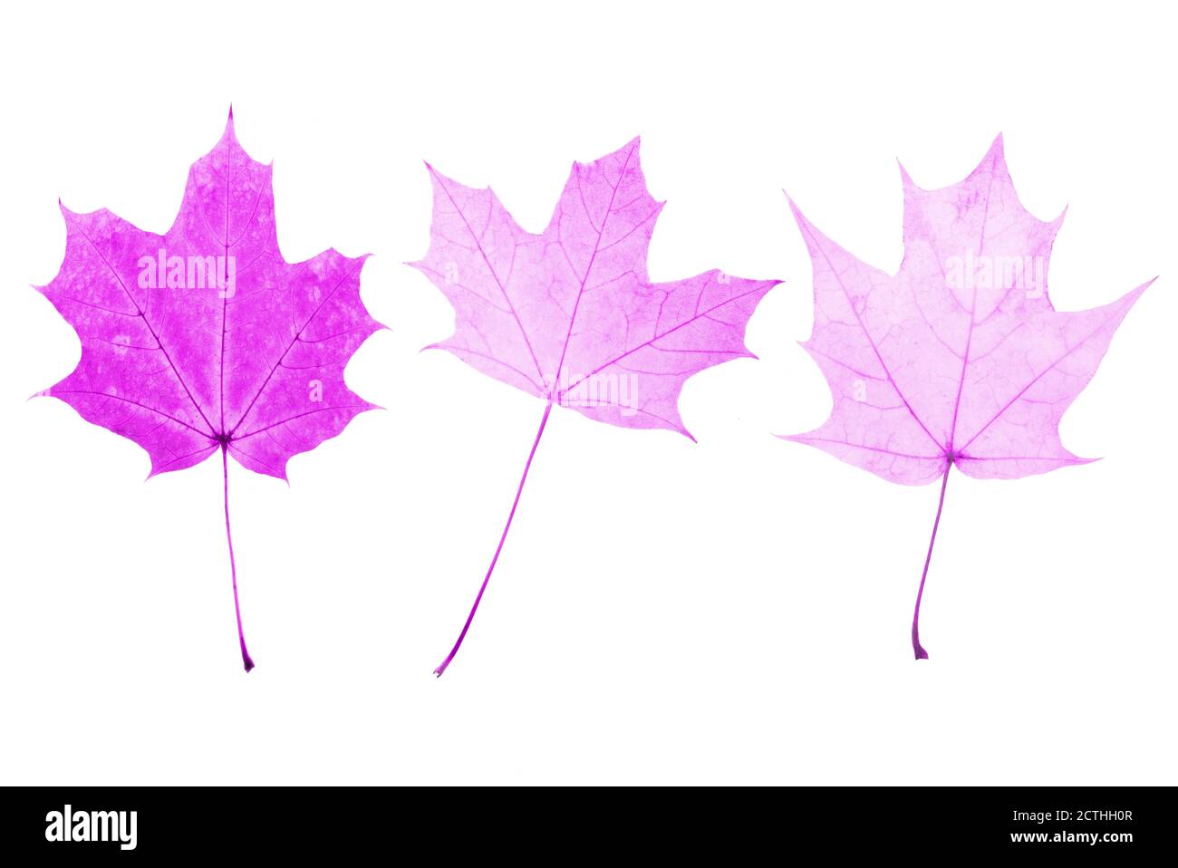 set of pink leaves isolated on white background Stock Photo - Alamy