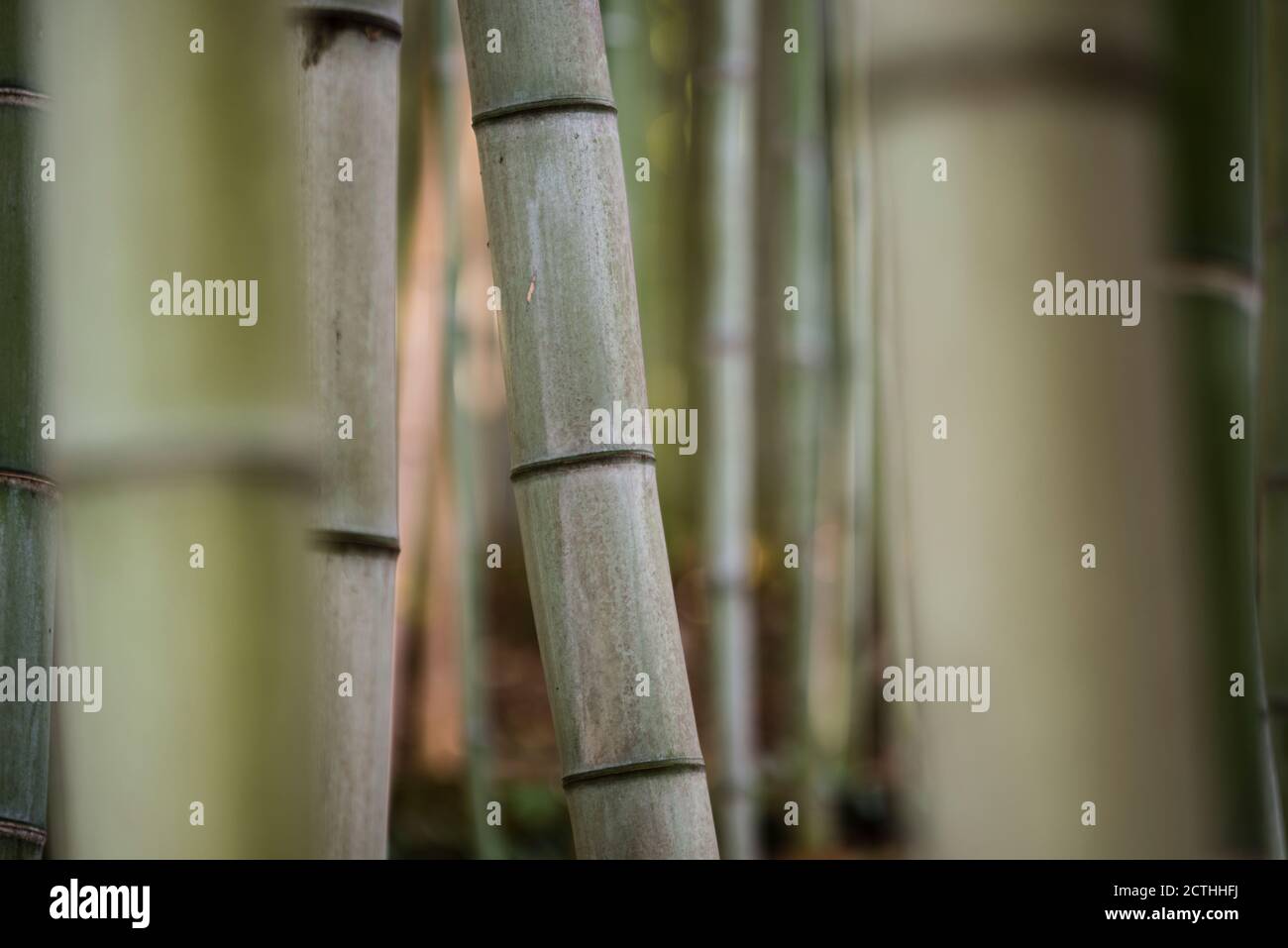 Detail of bamboo stems in the shadow Stock Photo - Alamy