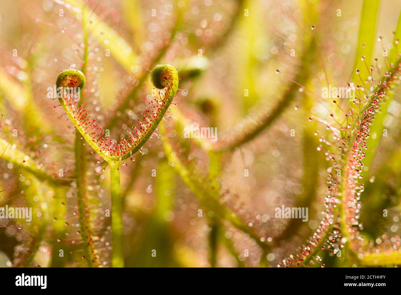 Sundew insectivorous plants with red sticky droplets Stock Photo - Alamy