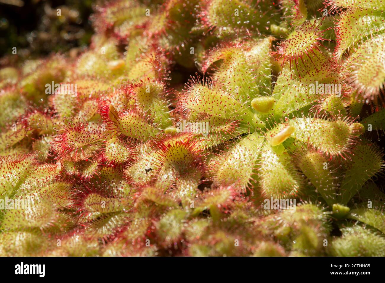 Sundew insectivorous plants with red sticky droplets Stock Photo - Alamy