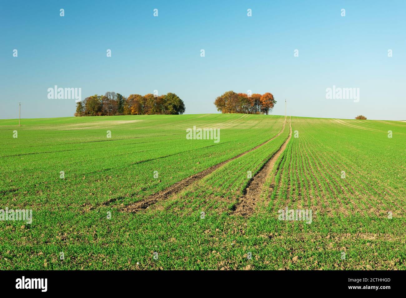 Huge green field and autumn trees to the horizon Stock Photo - Alamy