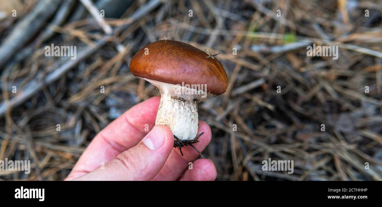 culture of studying and collecting fungi Stock Photo - Alamy
