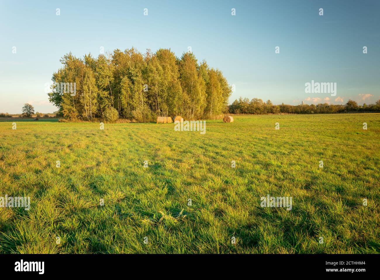 Green meadow and a group of trees, clear sky Stock Photo - Alamy