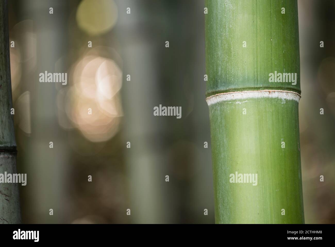 Closeup on bamboo stems hi-res stock photography and images - Alamy