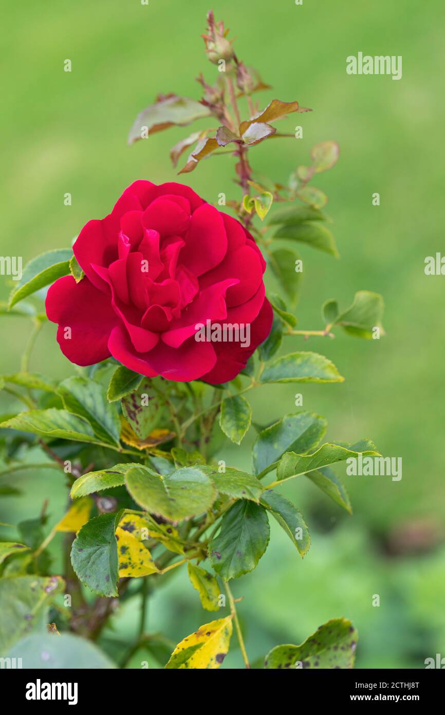 Close up of a red Floribunda Rose - Rosa Frensham flowering in an ...
