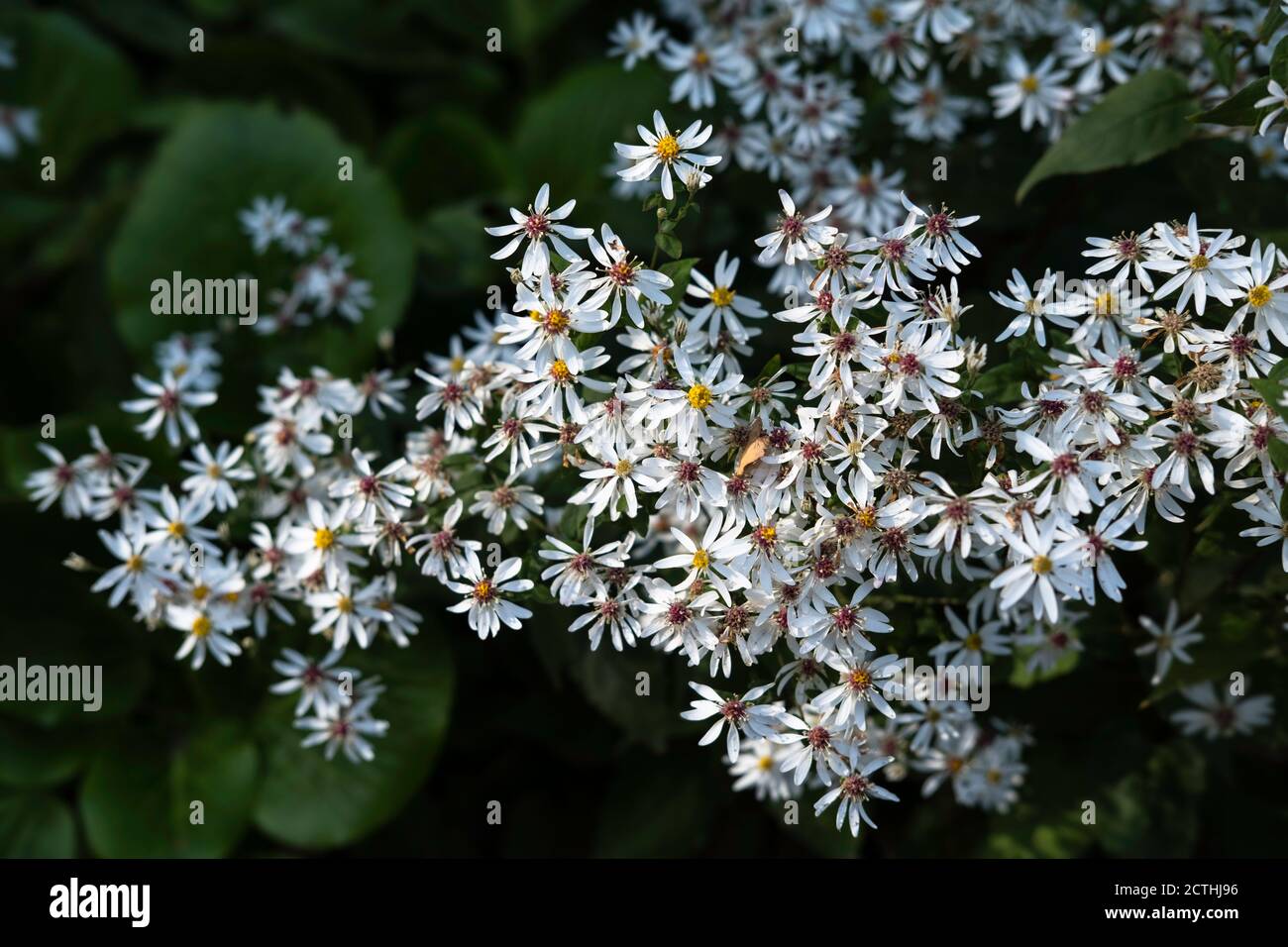 White star shaped flowers hi-res stock photography and images - Alamy