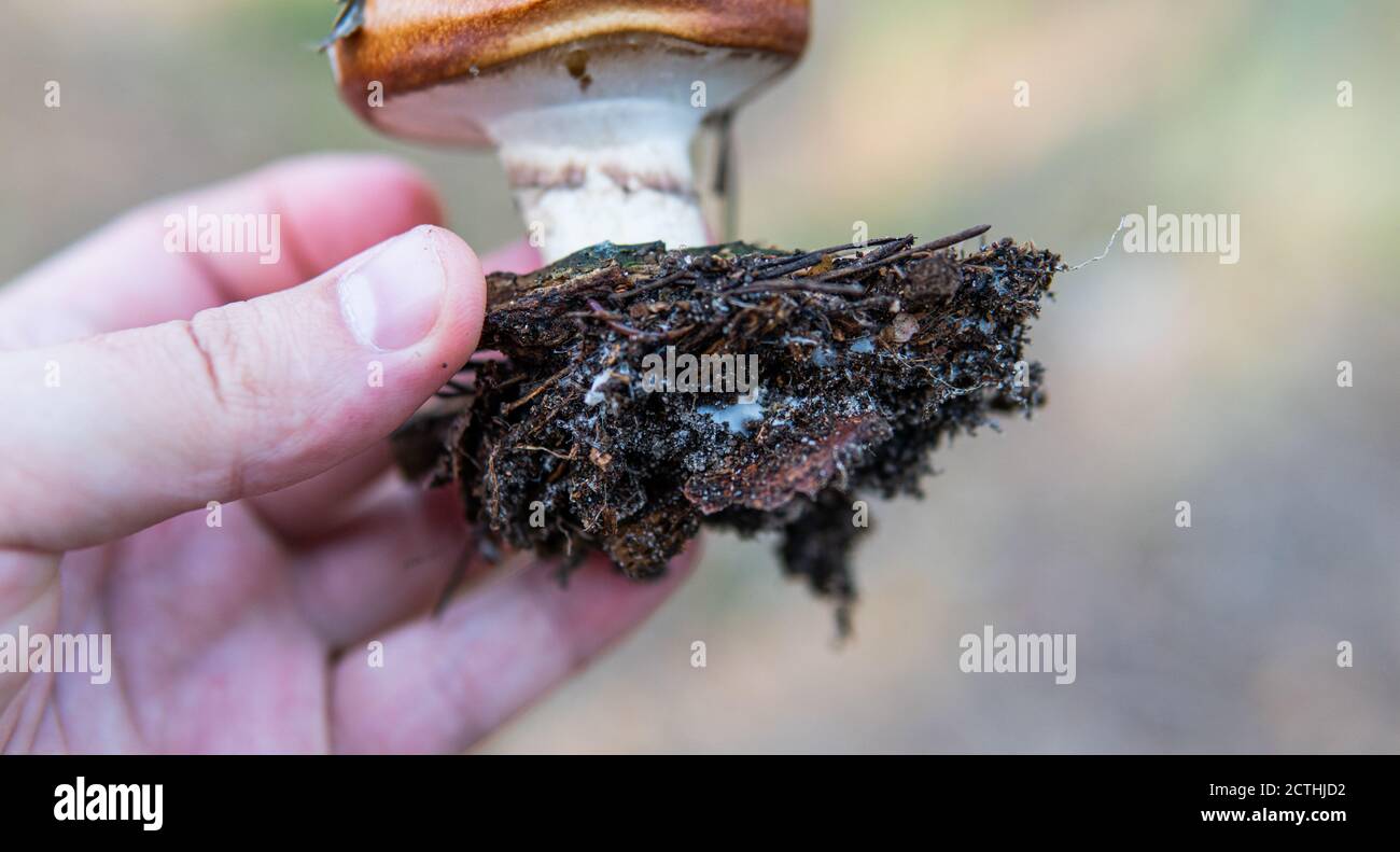 forest substrates for mushroom germination. Fungi and their habitat and ...