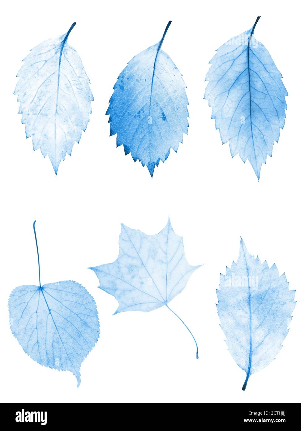 set of blue leaves isolated on white background Stock Photo - Alamy