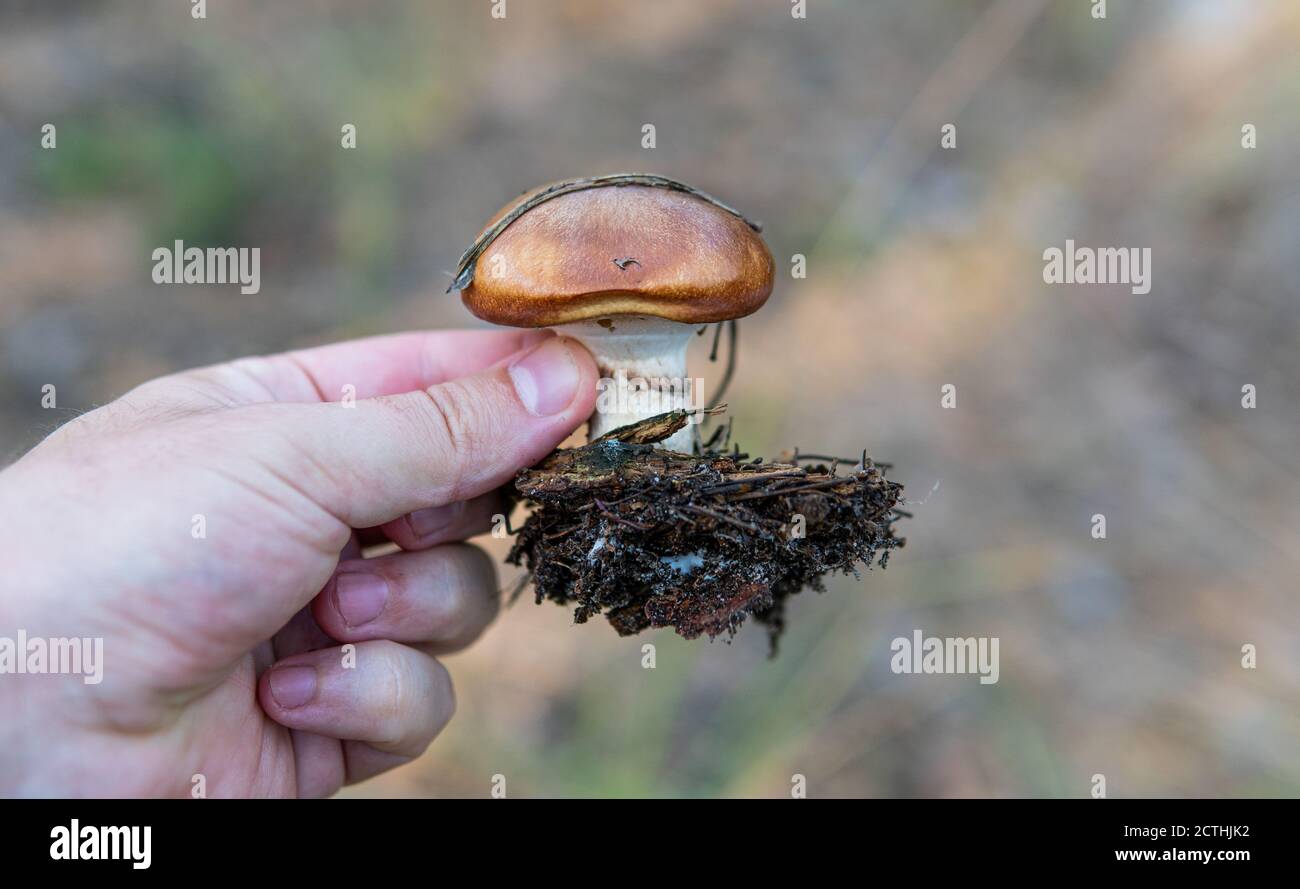 culture of studying and collecting fungi Stock Photo - Alamy