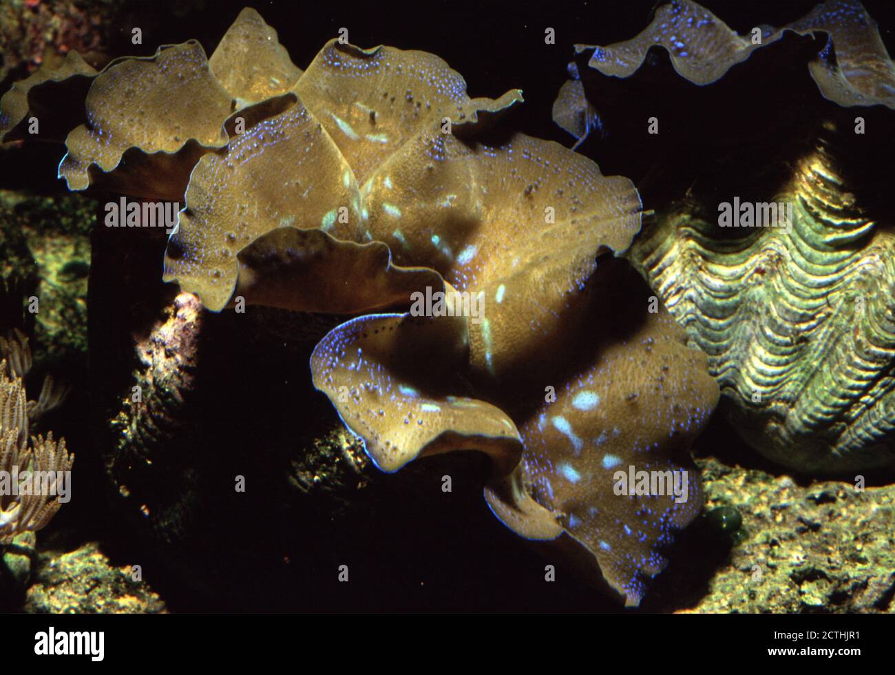 Giant clam, Tridacna gigas Stock Photo - Alamy