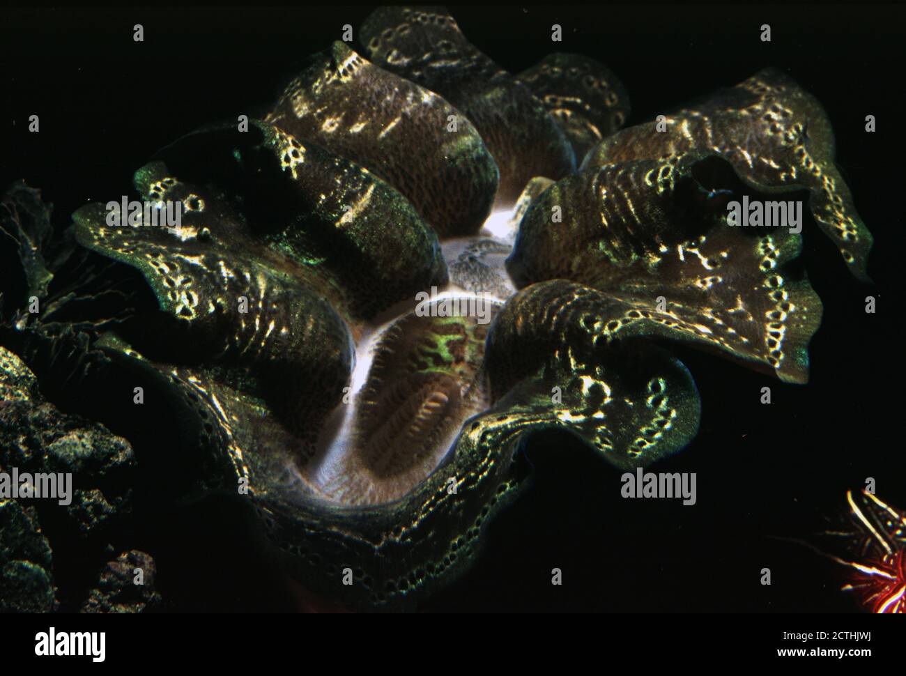 Giant clam, Tridacna gigas Stock Photo - Alamy