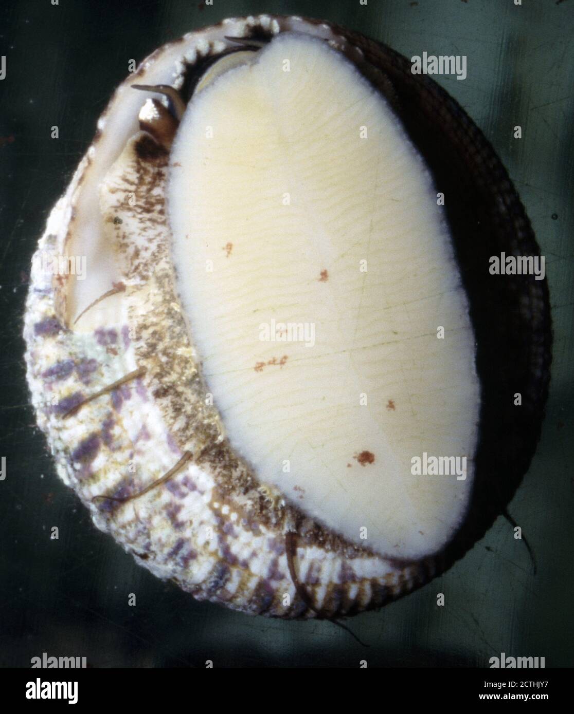 Turbo snail (Trochus sp.) grazing encrusting algae on the aquarium ...