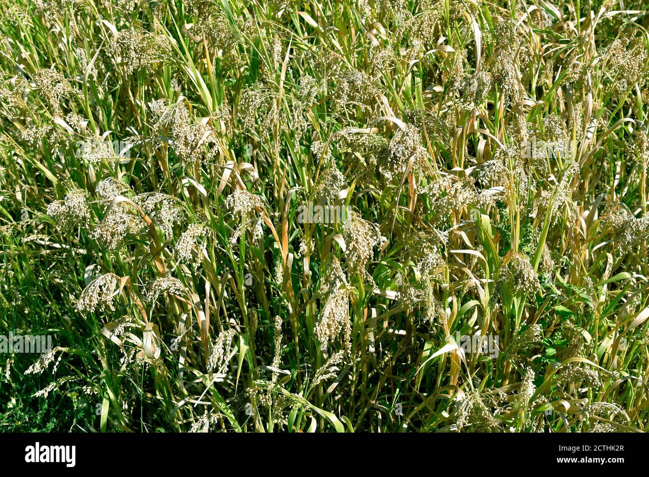 Austria, agriculture, field with proso millet Stock Photo - Alamy