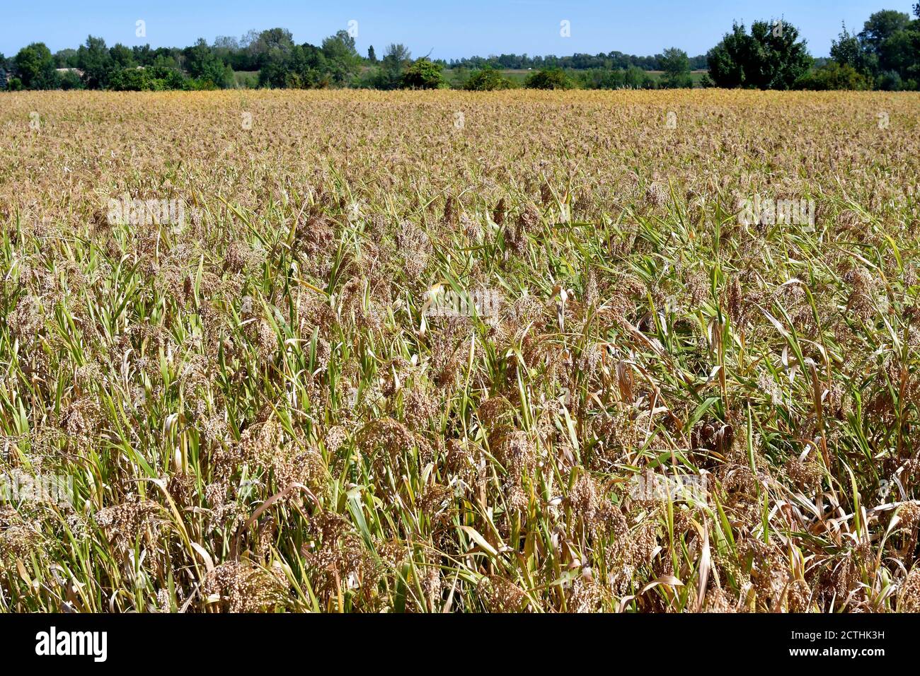 Austria, agriculture, field with proso millet Stock Photo - Alamy