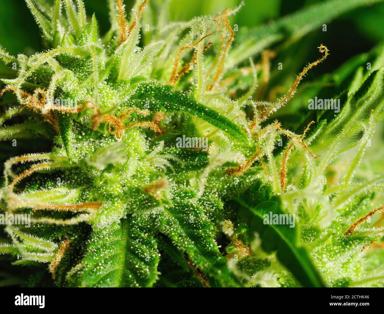Cannabis plant female hi-res stock photography and images - Alamy