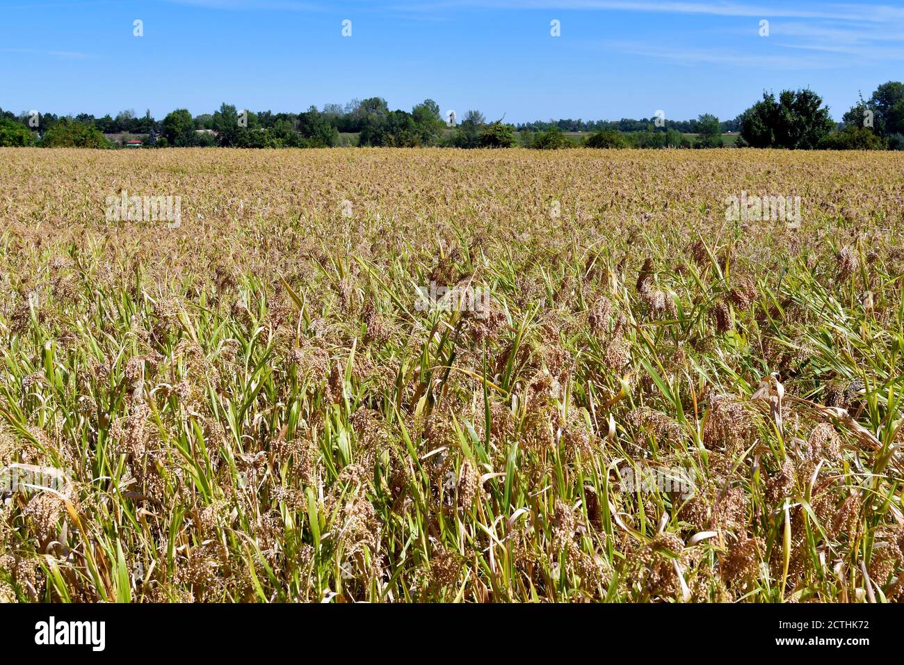 Austria, agriculture, field with proso millet Stock Photo - Alamy