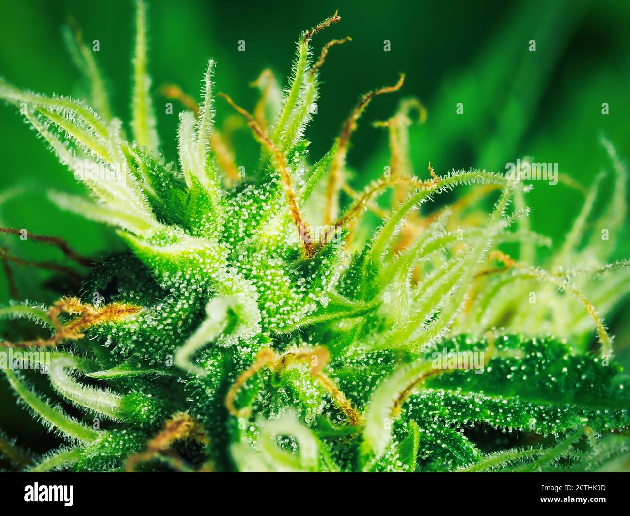 Female pistil hi-res stock photography and images - Alamy