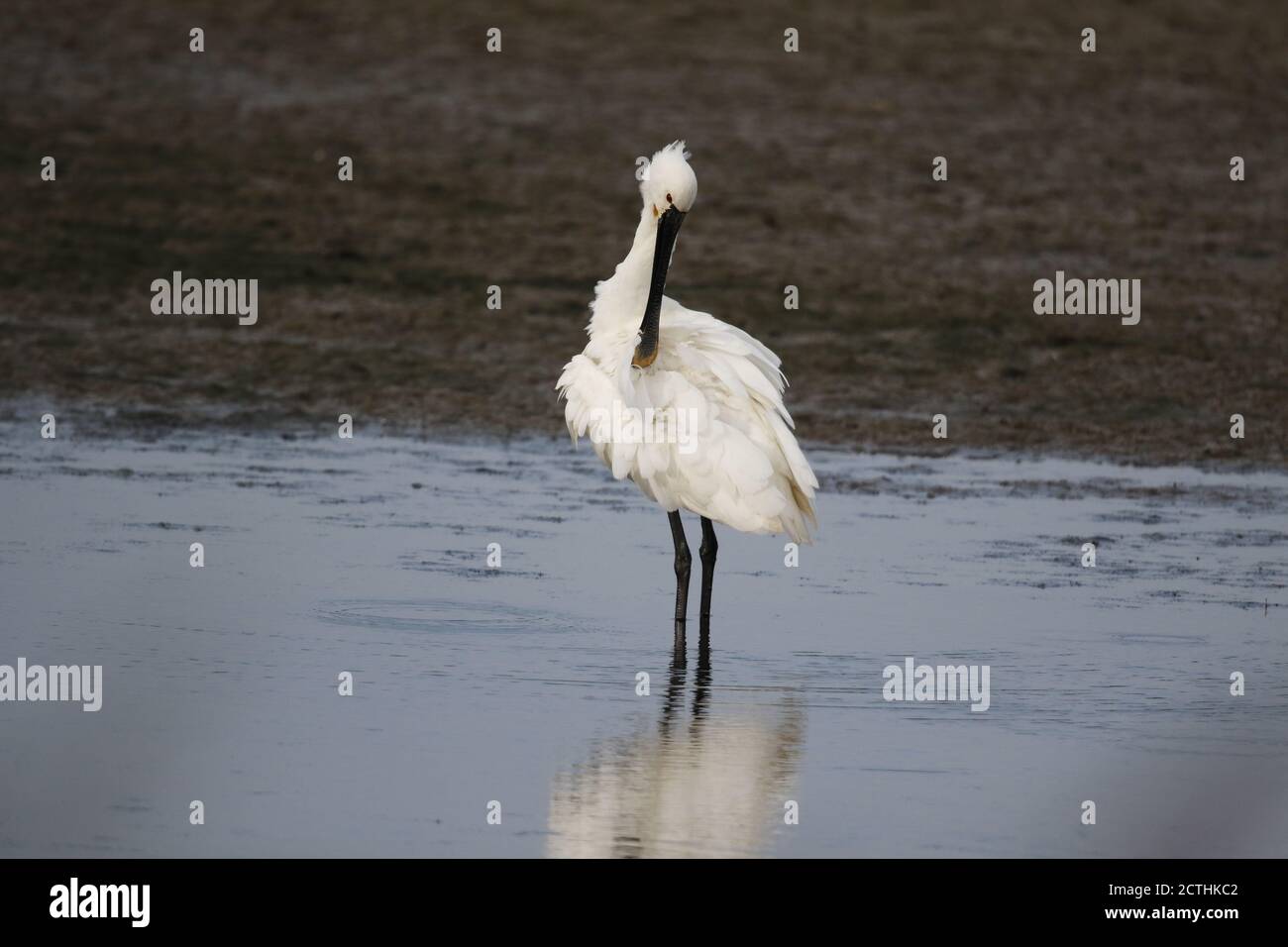 Spoonbill grey heron hi-res stock photography and images - Alamy