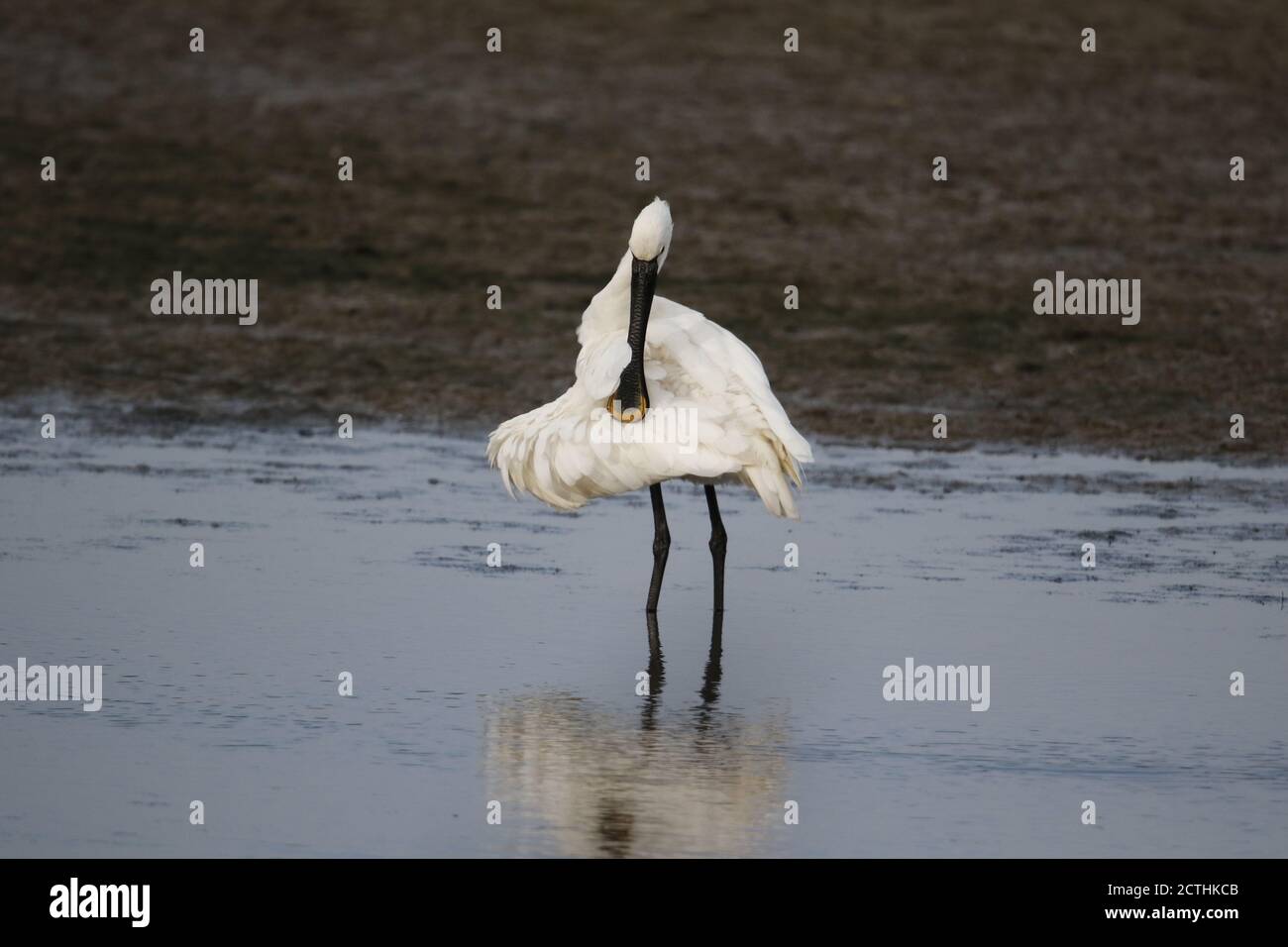 Spoonbill fishing and preening at the lakes edge Stock Photo - Alamy