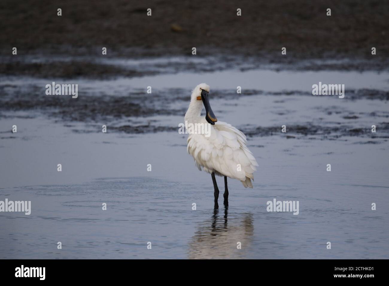 Spoonbill pictures hi-res stock photography and images - Alamy
