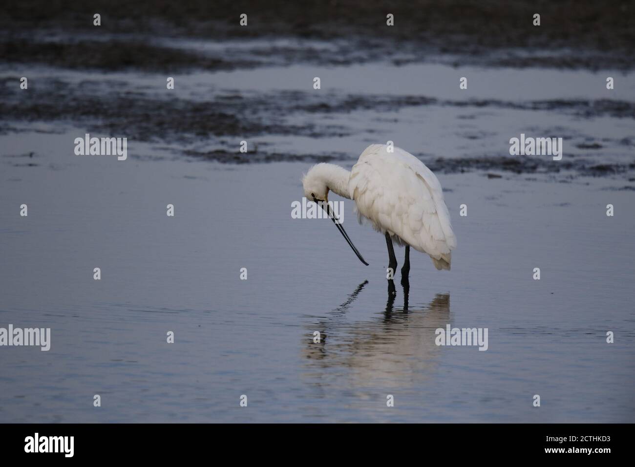 Spoonbill grey heron hi-res stock photography and images - Alamy