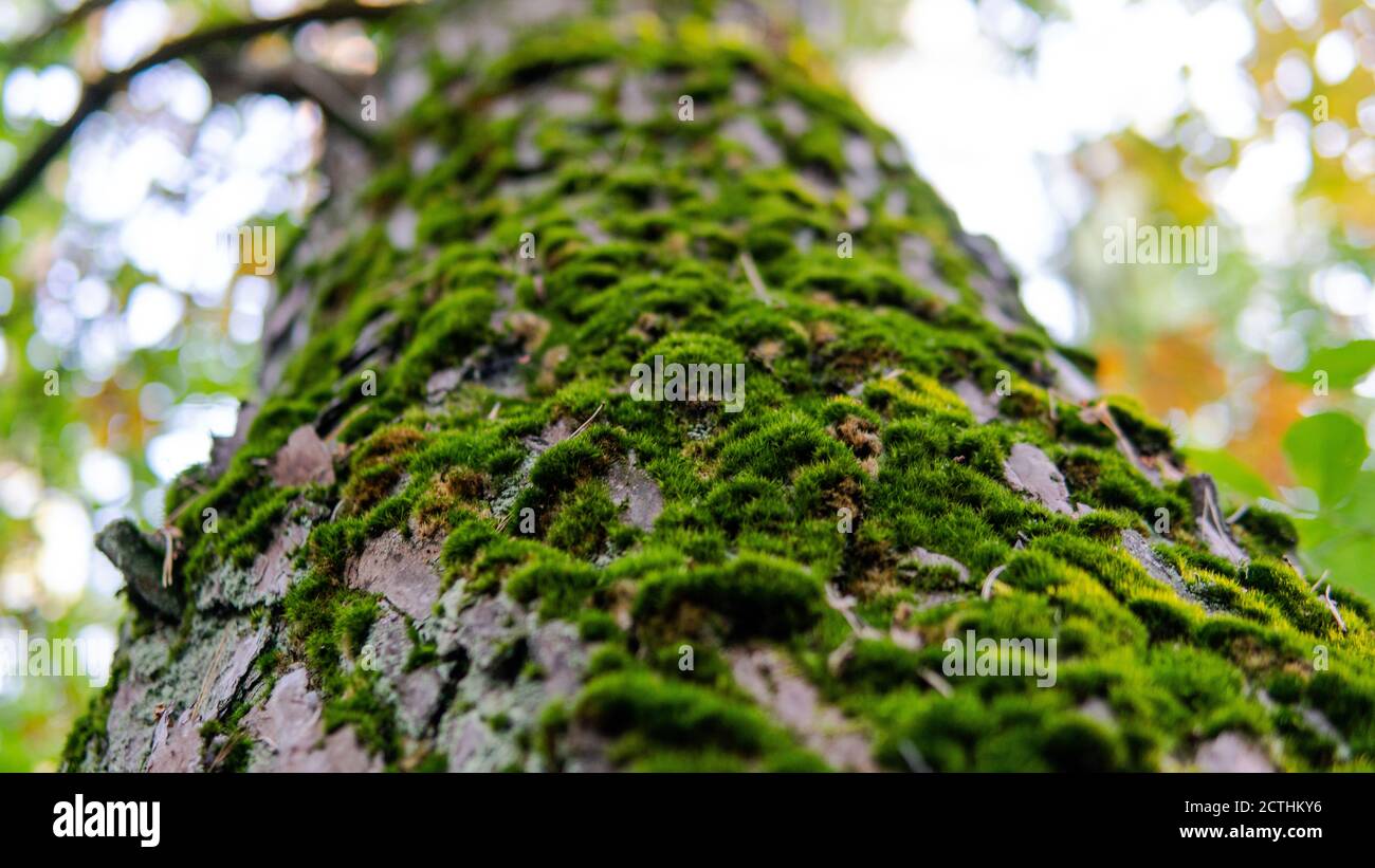 forest mycelium, habitat for mushrooms in nature Stock Photo - Alamy