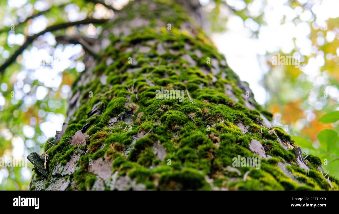 forest substrates for mushroom germination. Fungi and their habitat and ...