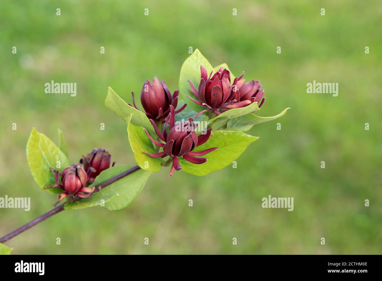 Eastern sweetshrub hi-res stock photography and images - Alamy