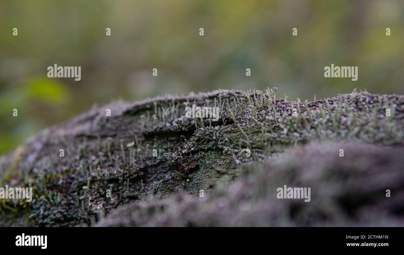 forest substrates for mushroom germination. Fungi and their habitat and ...