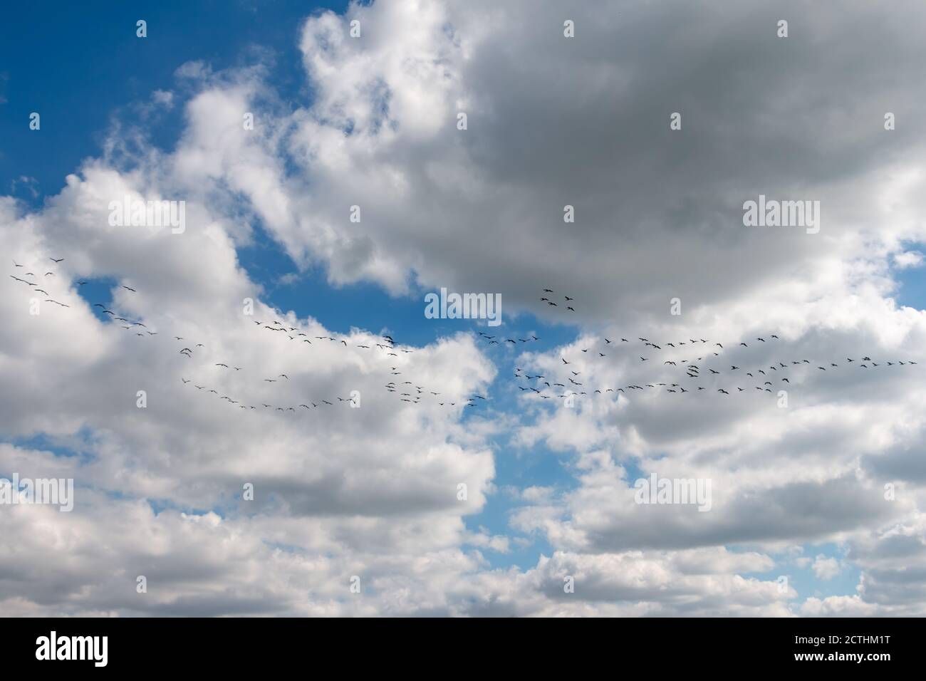 Photo of goose migration in the air, the geese migrate from their ...