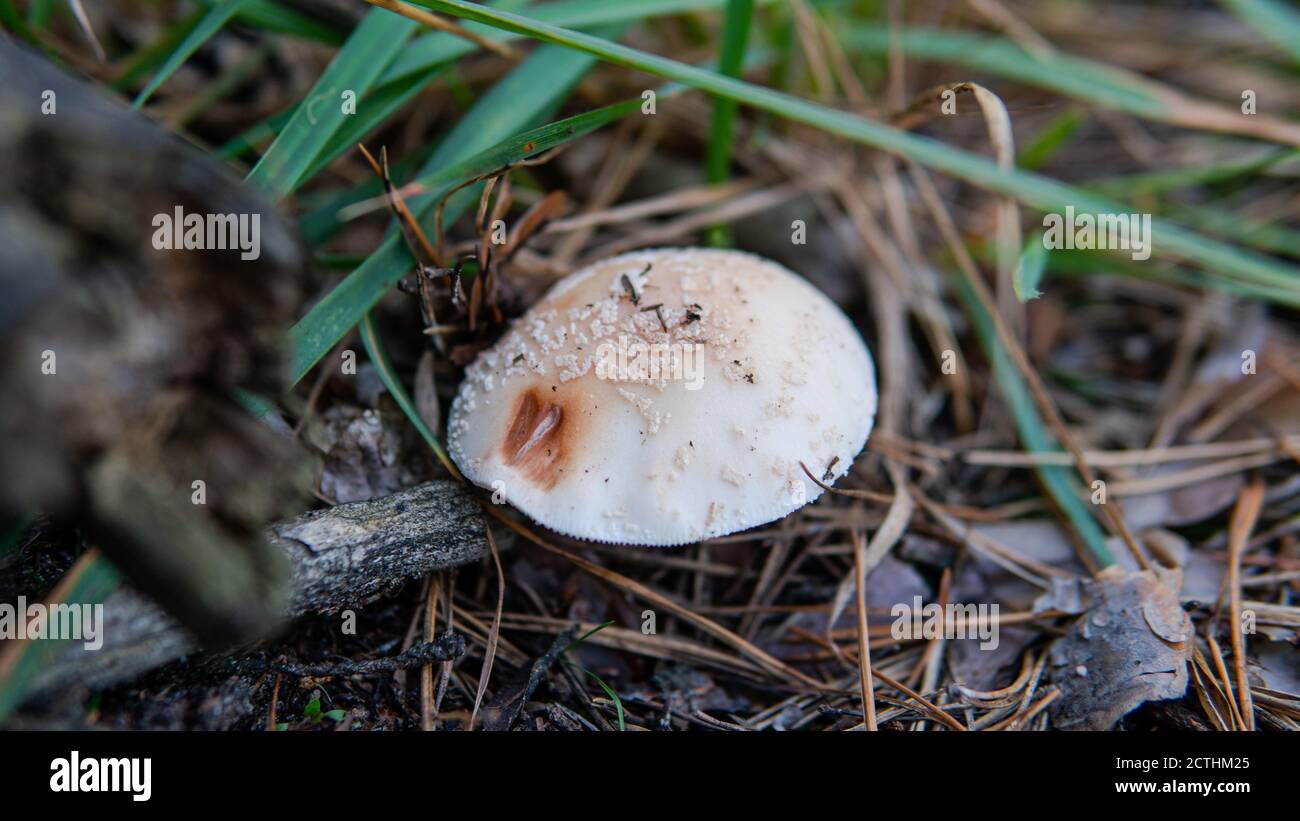 culture of studying and collecting fungi Stock Photo - Alamy