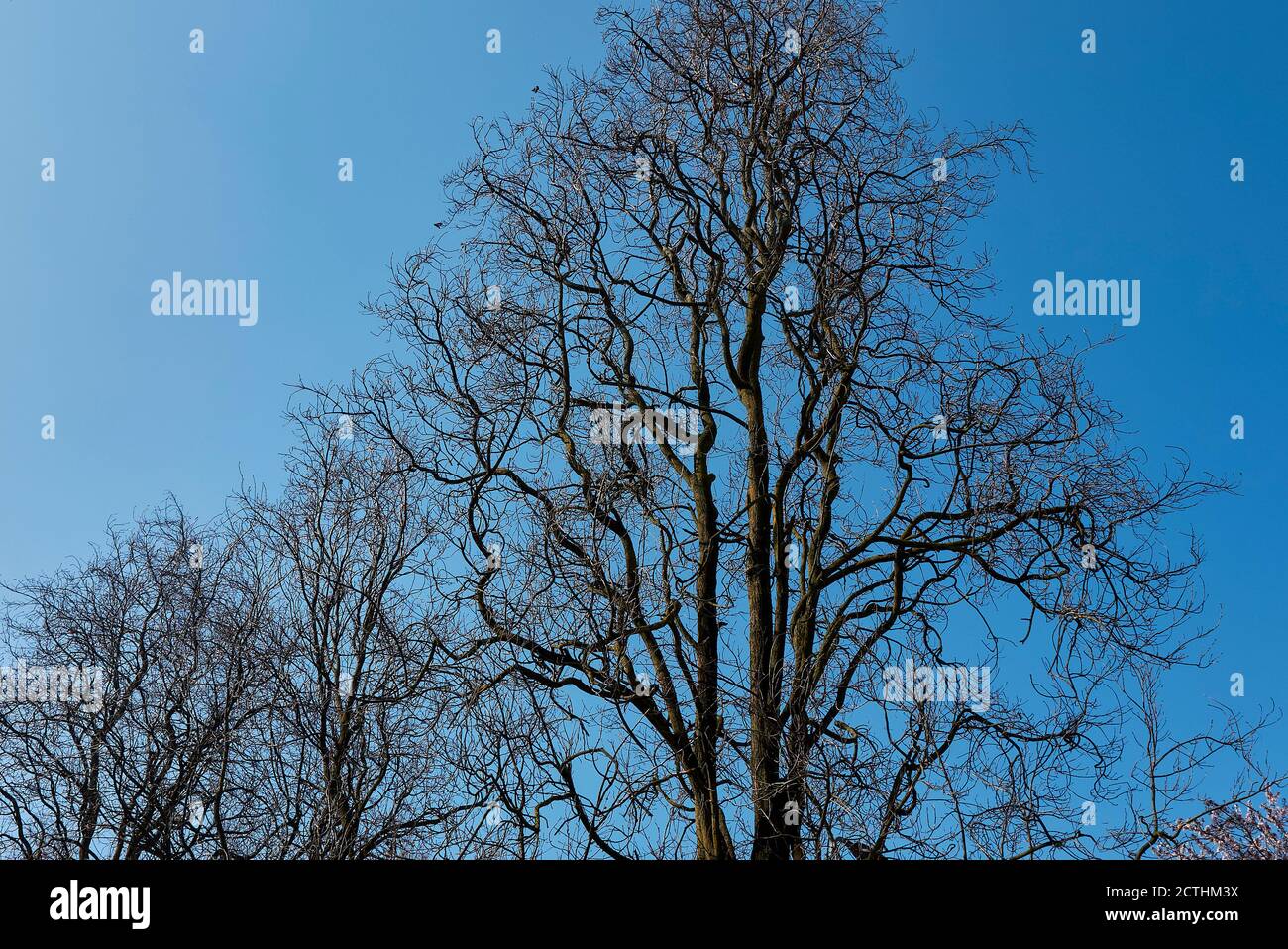 Oak trees quercus robur silhouette hi-res stock photography and images ...