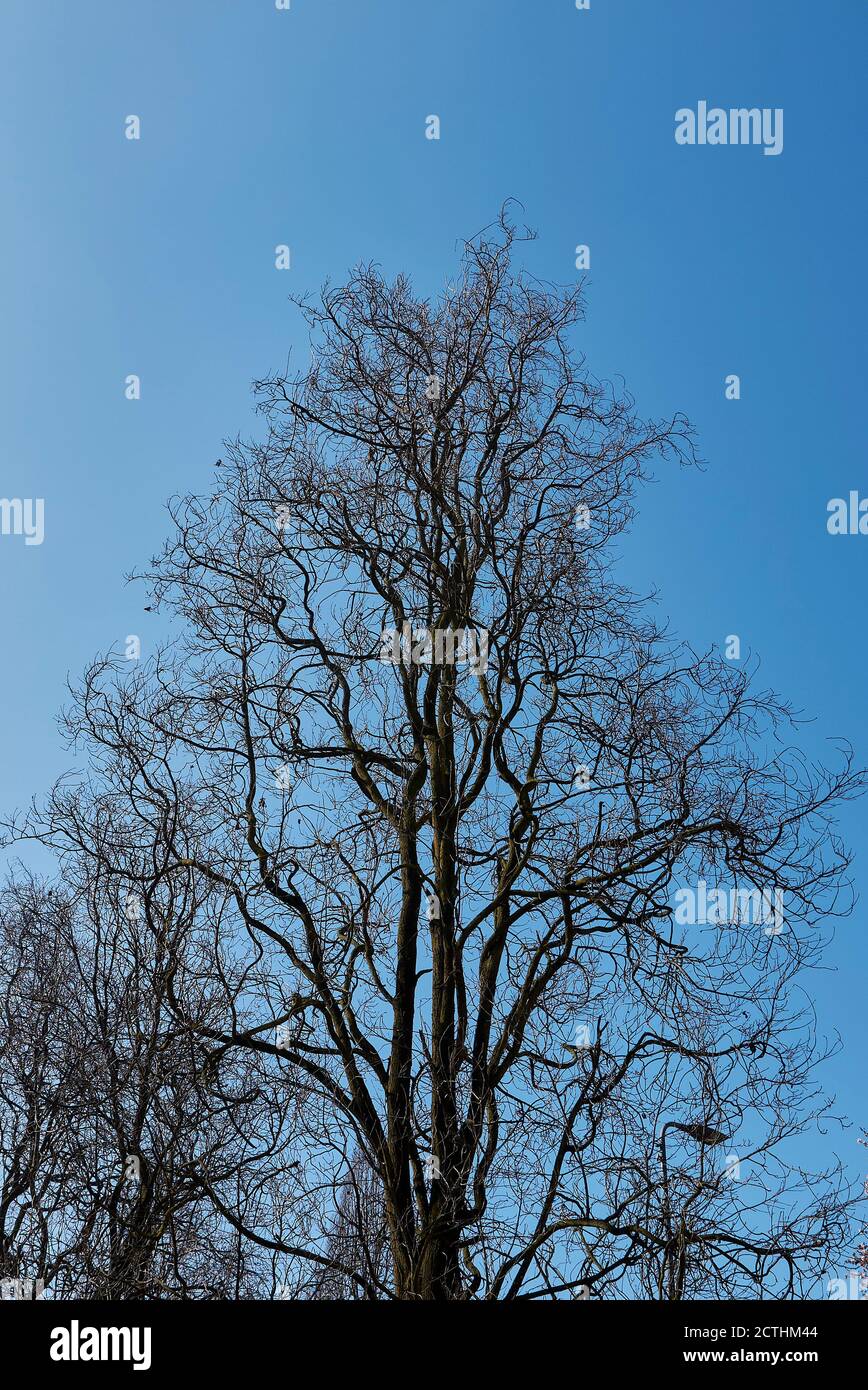 Quercus robur fastigiata trees in winter Stock Photo - Alamy