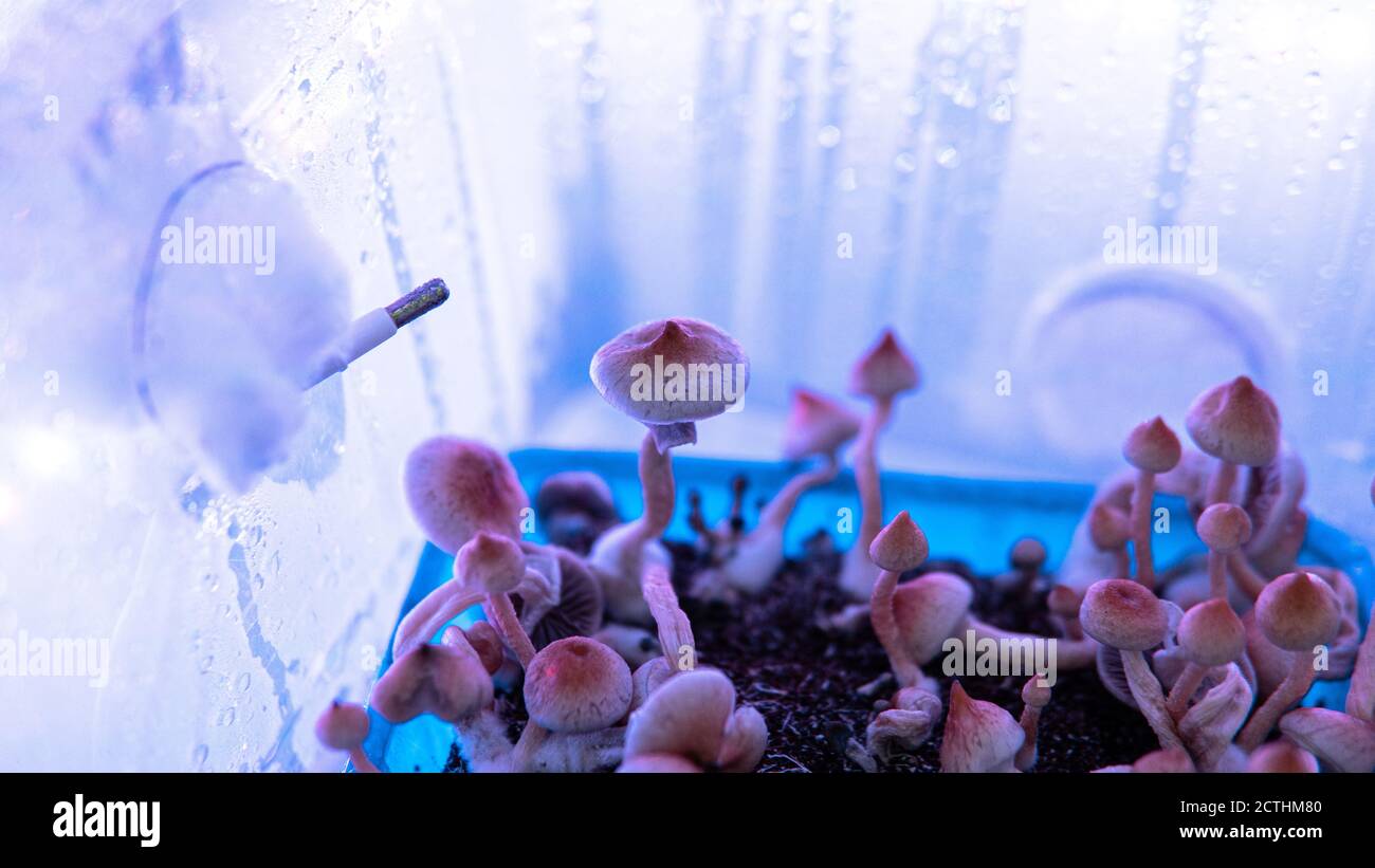 culture of conscious consumption of magic fungi Stock Photo - Alamy