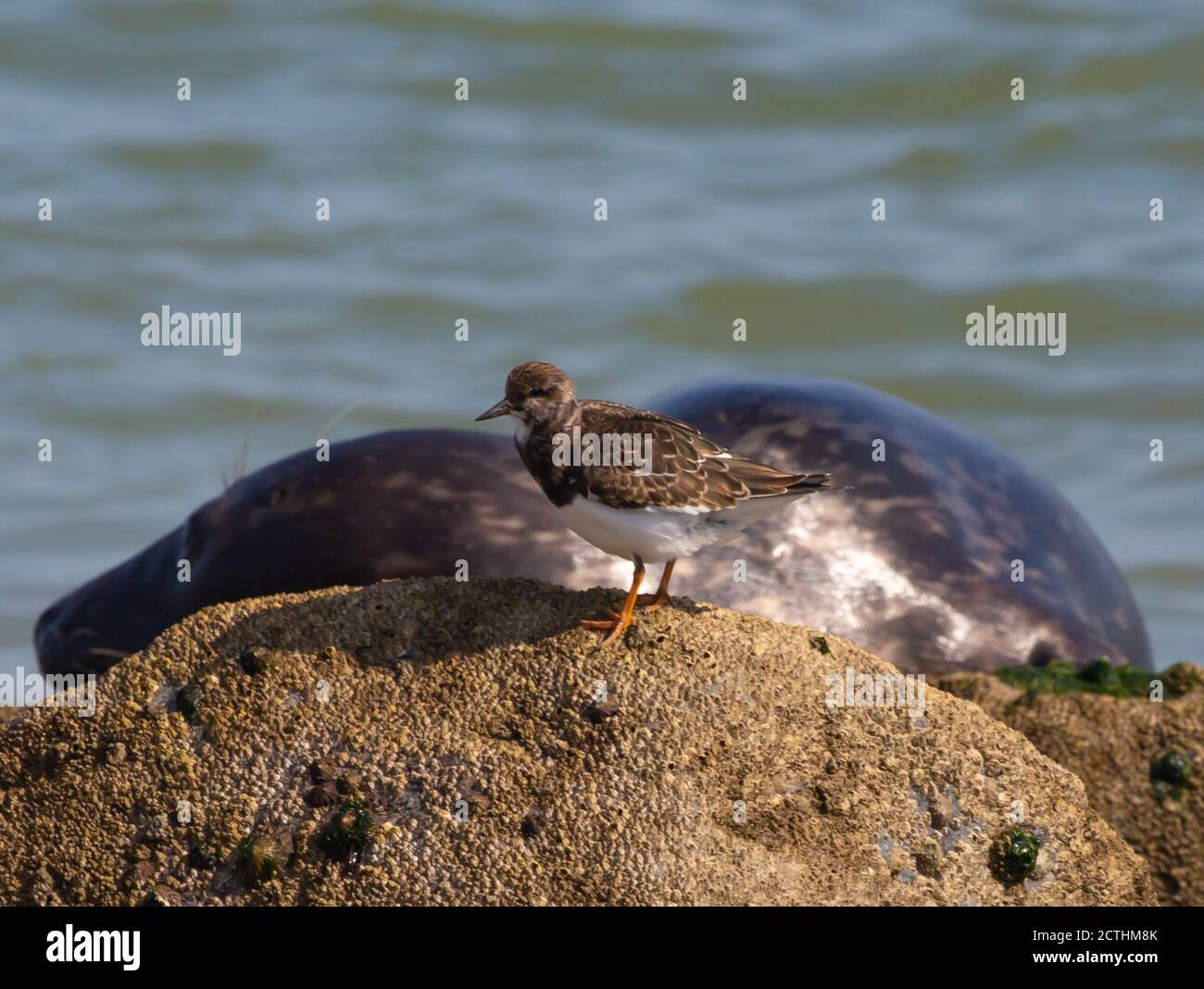 Cute gull perched on a rock Stock Photo - Alamy