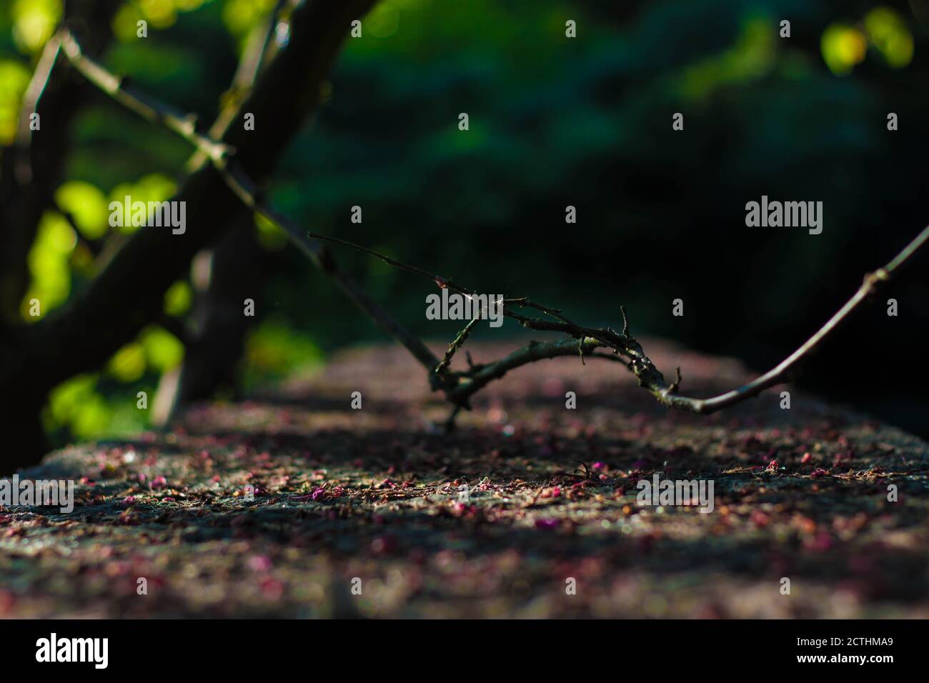 Tree growing around hi-res stock photography and images - Alamy