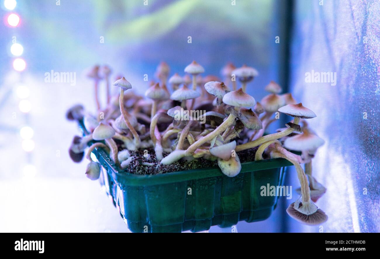 culture of conscious consumption of magic fungi Stock Photo - Alamy