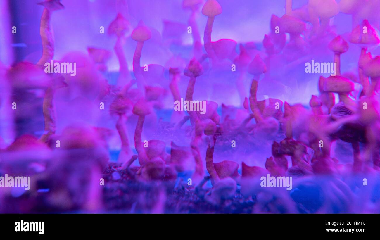 culture of conscious consumption of magic fungi Stock Photo - Alamy