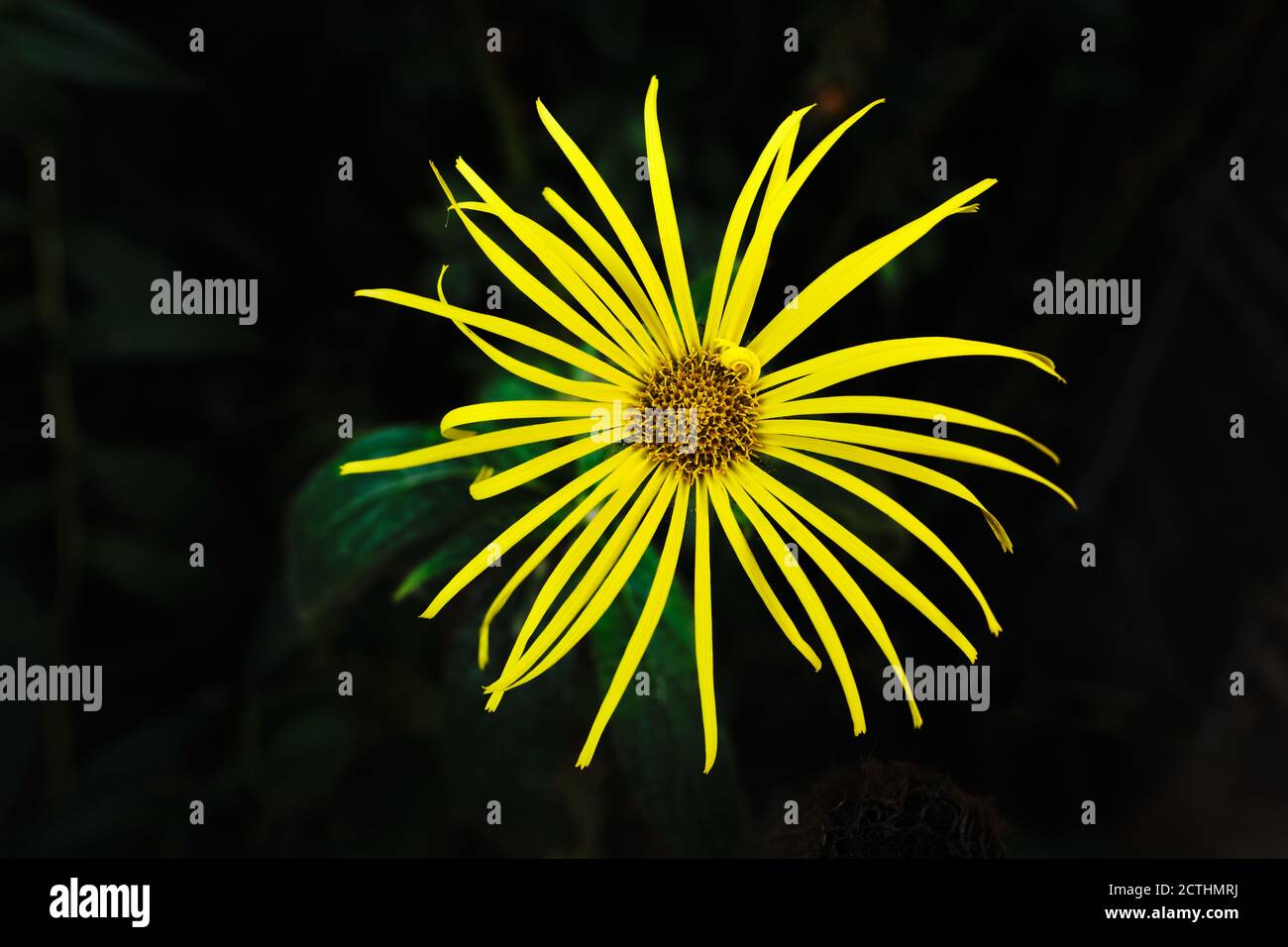 Doronicum orientale leopards bane hi-res stock photography and images ...