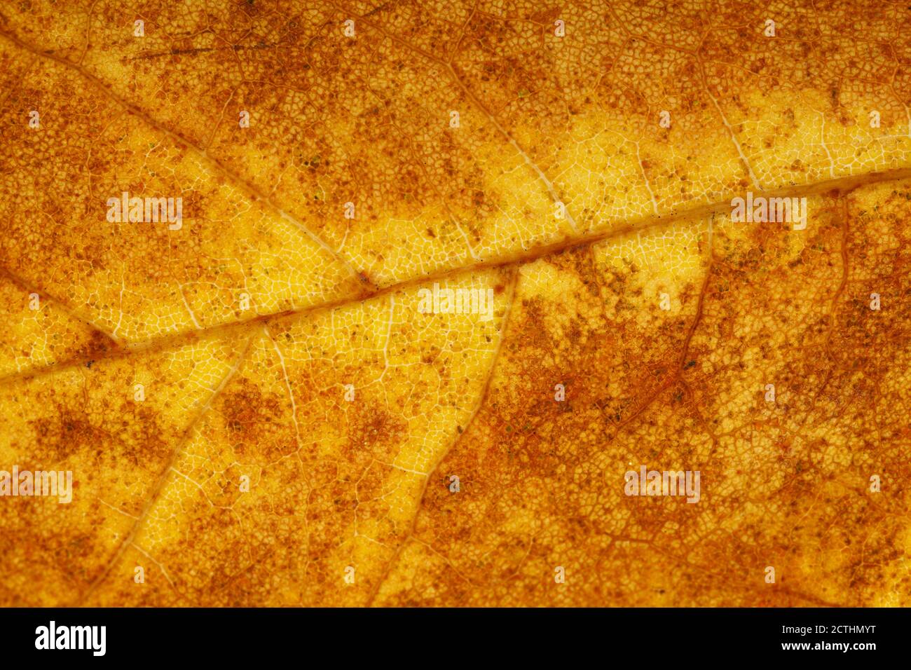 Old maple leaf hi-res stock photography and images - Alamy