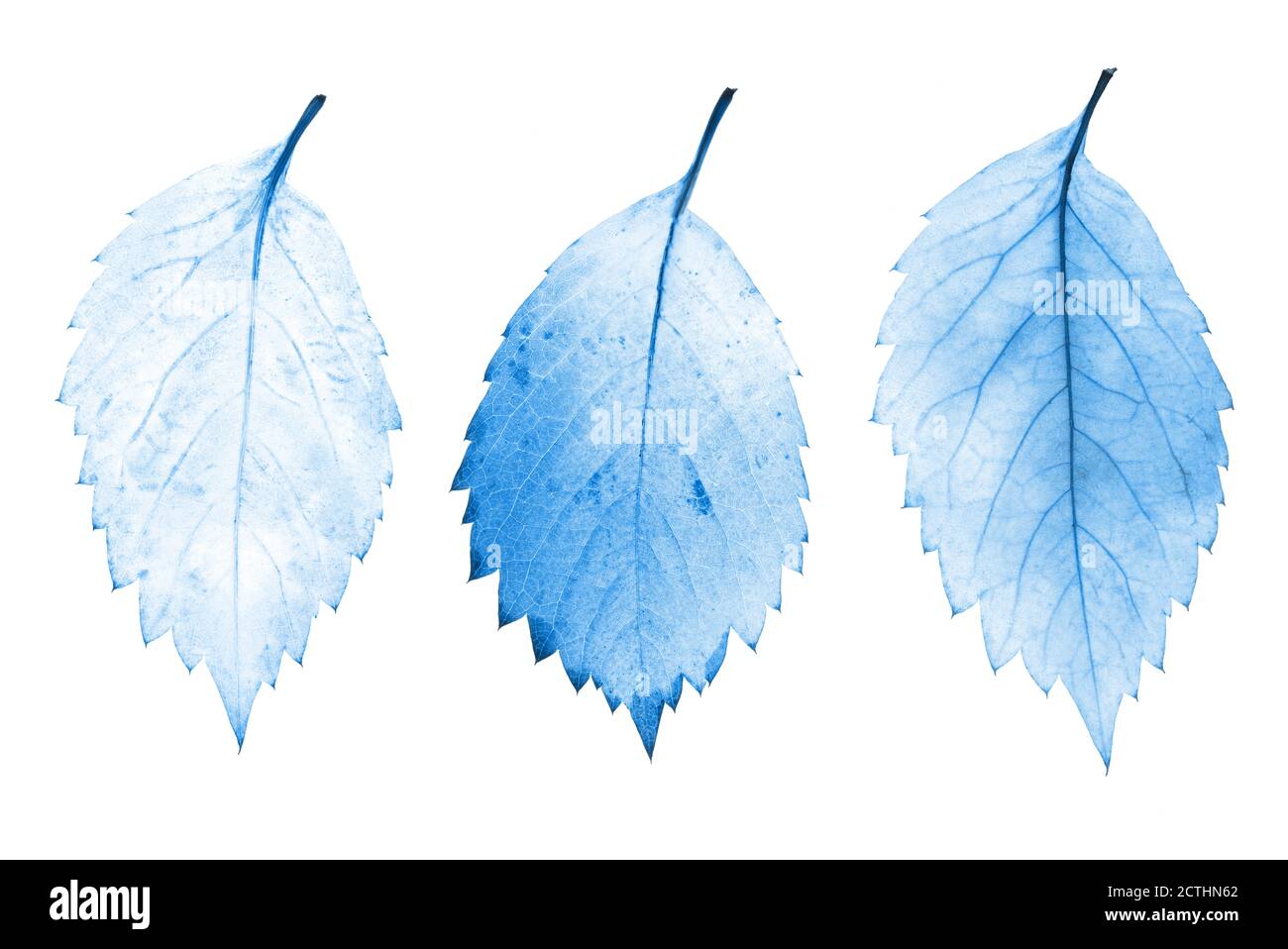 set of blue leaves isolated on white background Stock Photo - Alamy